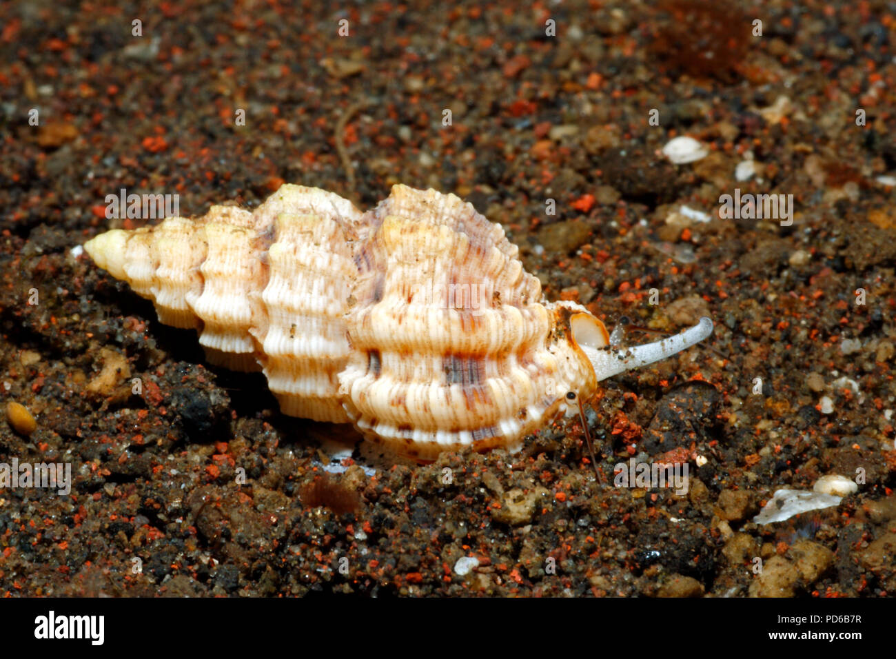 Meer Schneckenhaus, Phos textilis. Sand entlang kriechen, Unterwasser ...