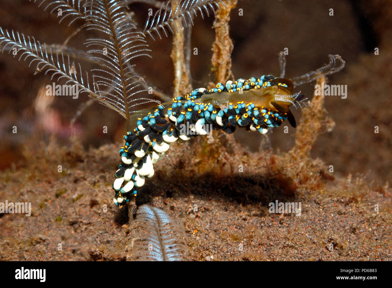Tenellia yamasui -Fotos und -Bildmaterial in hoher Auflösung – Alamy
