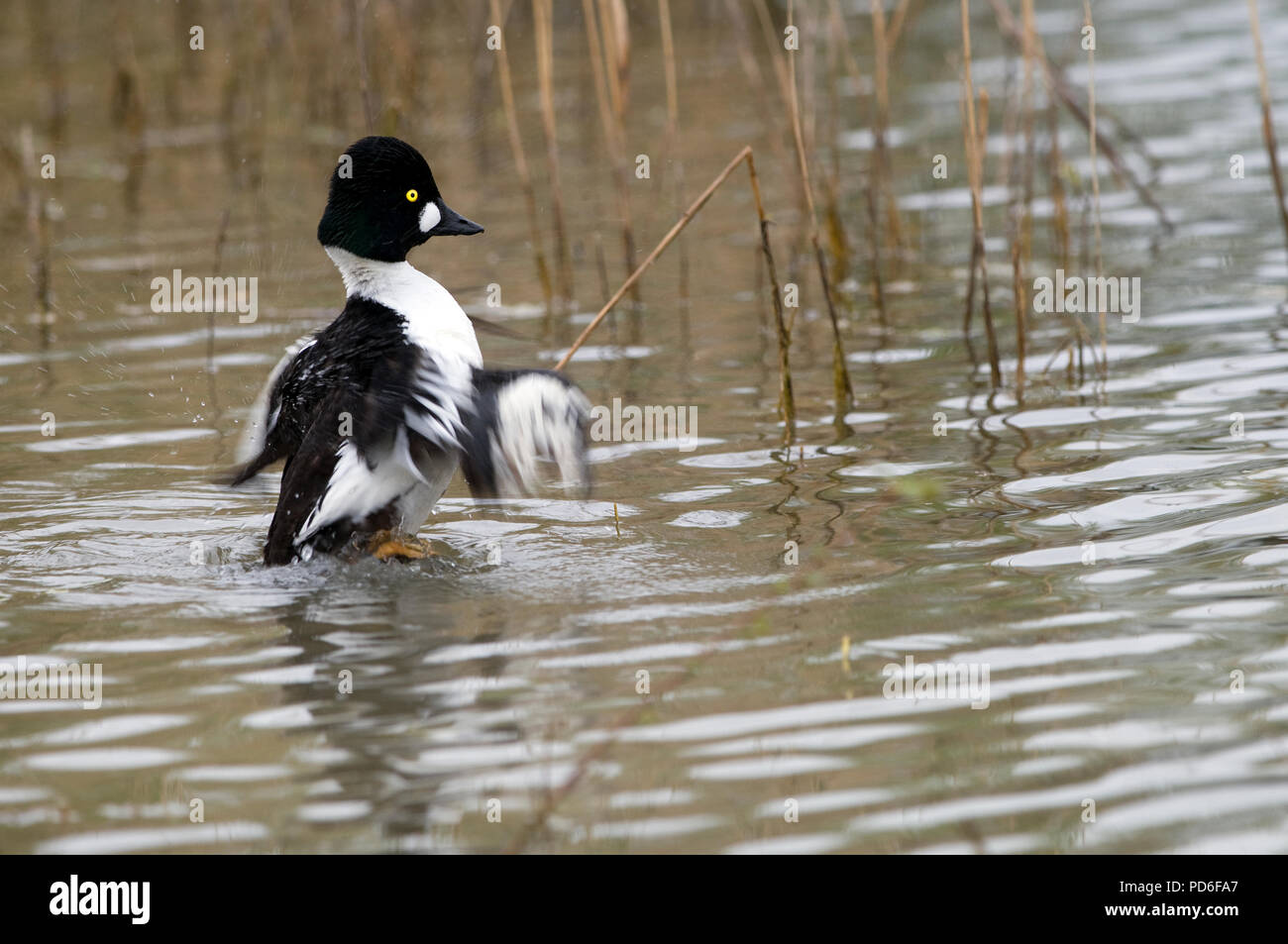Gemeine garotte -Fotos und -Bildmaterial in hoher Auflösung – Alamy