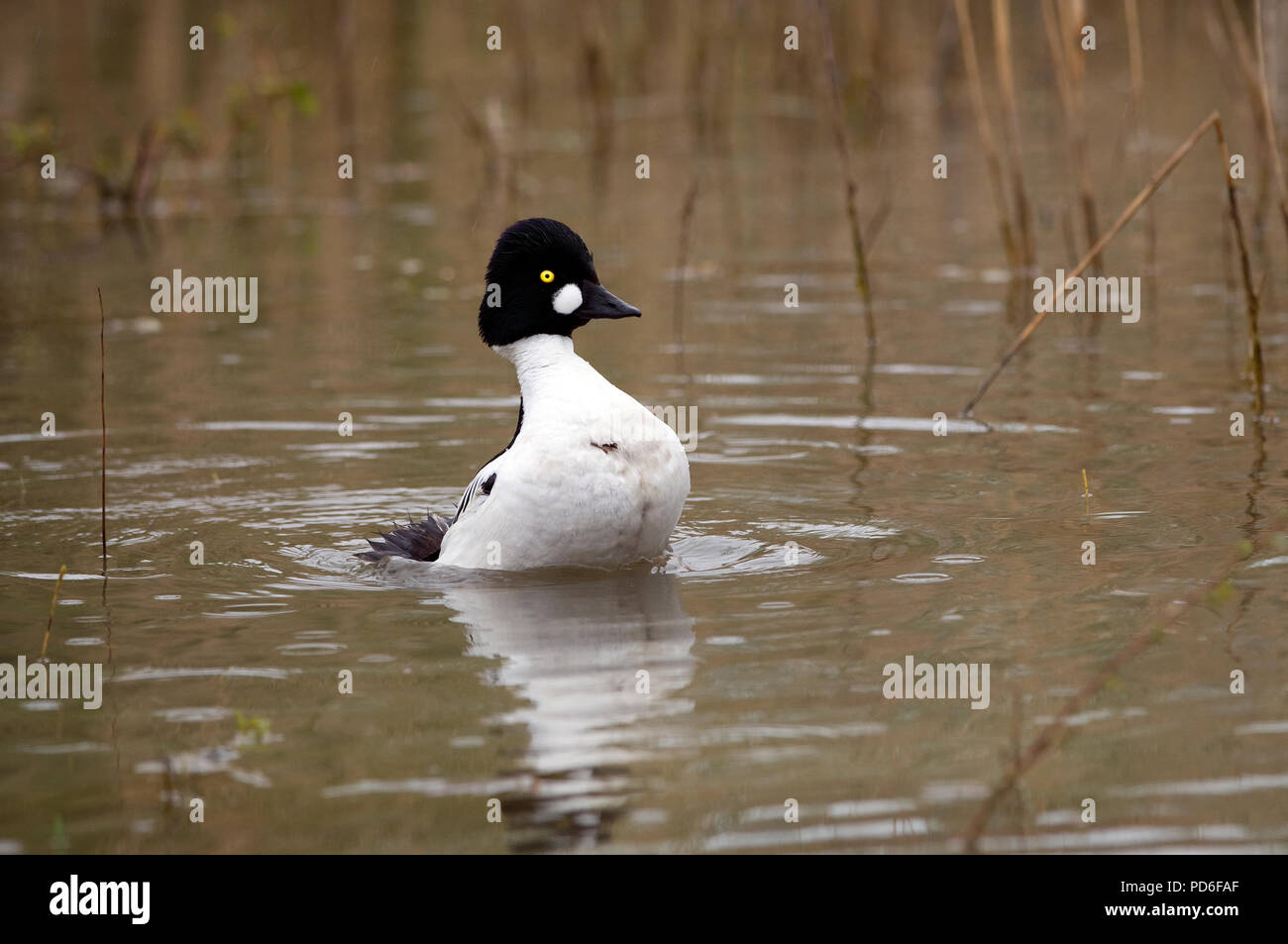 Gemeine garotte -Fotos und -Bildmaterial in hoher Auflösung – Alamy