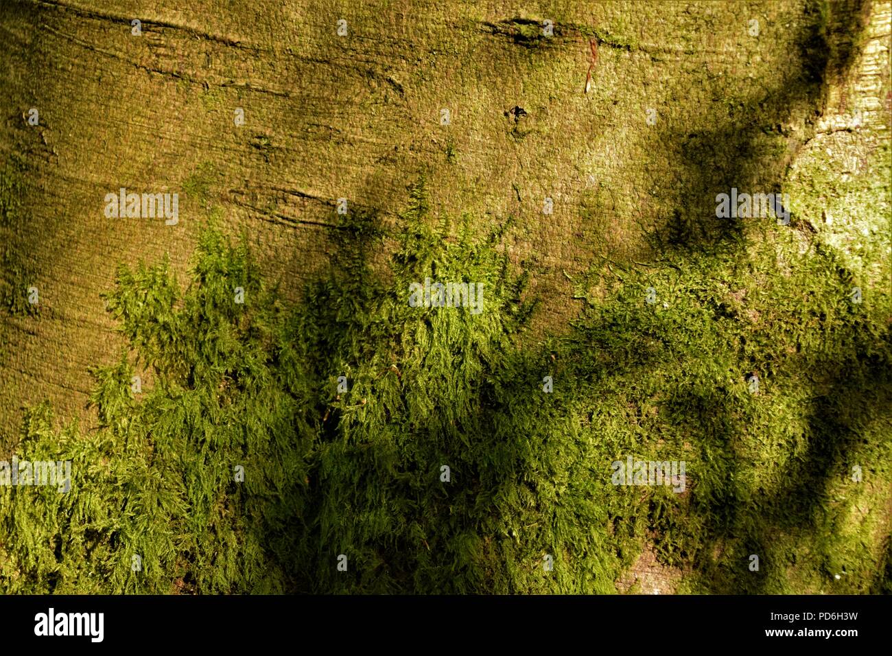 Makro rinde textur -Fotos und -Bildmaterial in hoher Auflösung – Alamy