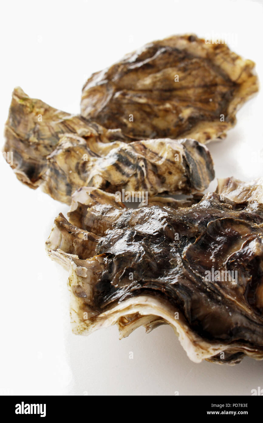 Lebende austern -Fotos und -Bildmaterial in hoher Auflösung – Alamy