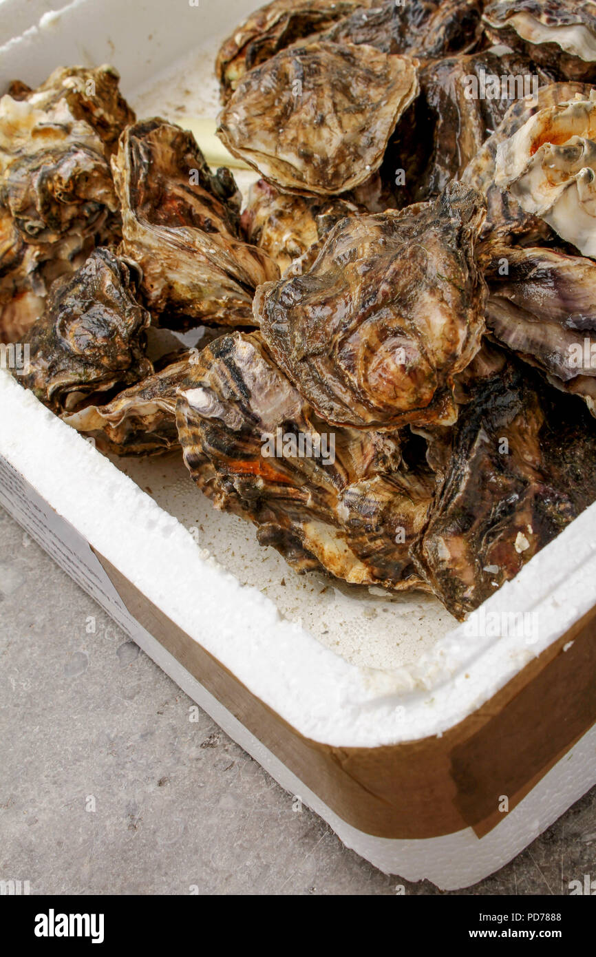 Lebende austern -Fotos und -Bildmaterial in hoher Auflösung – Alamy