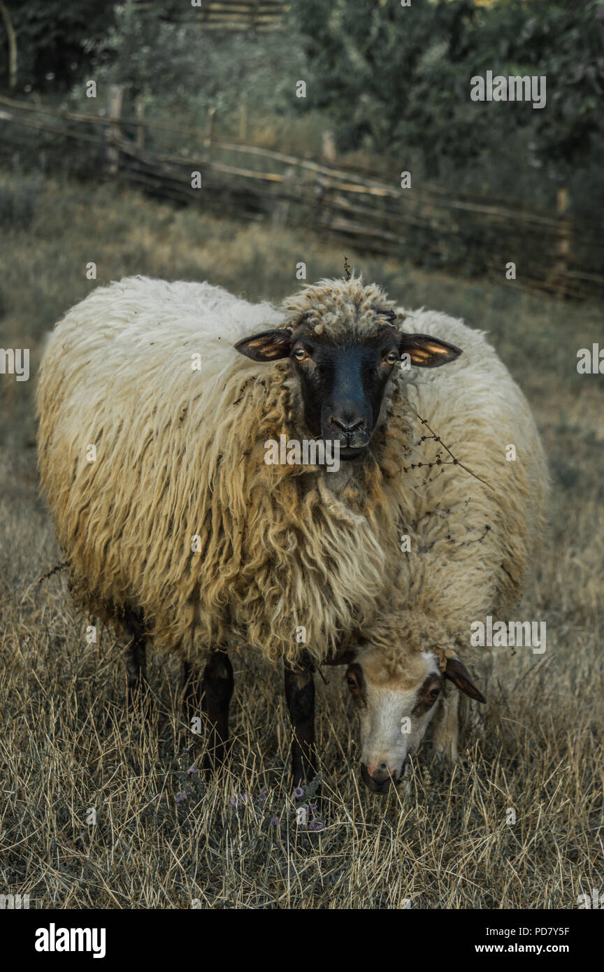 Tiere auf dem bauernhof -Fotos und -Bildmaterial in hoher Auflösung – Alamy