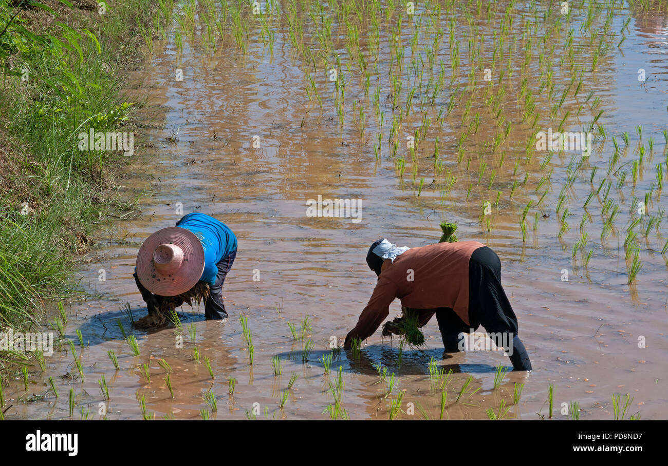 Reis Feld Arbeiter Stockfotos und -bilder Kaufen - Alamy