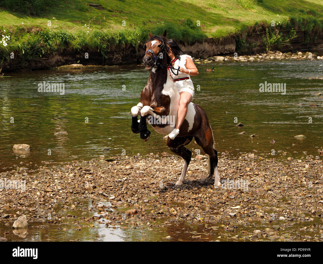 White horse rearing rider -Fotos und -Bildmaterial in hoher Auflösung ...