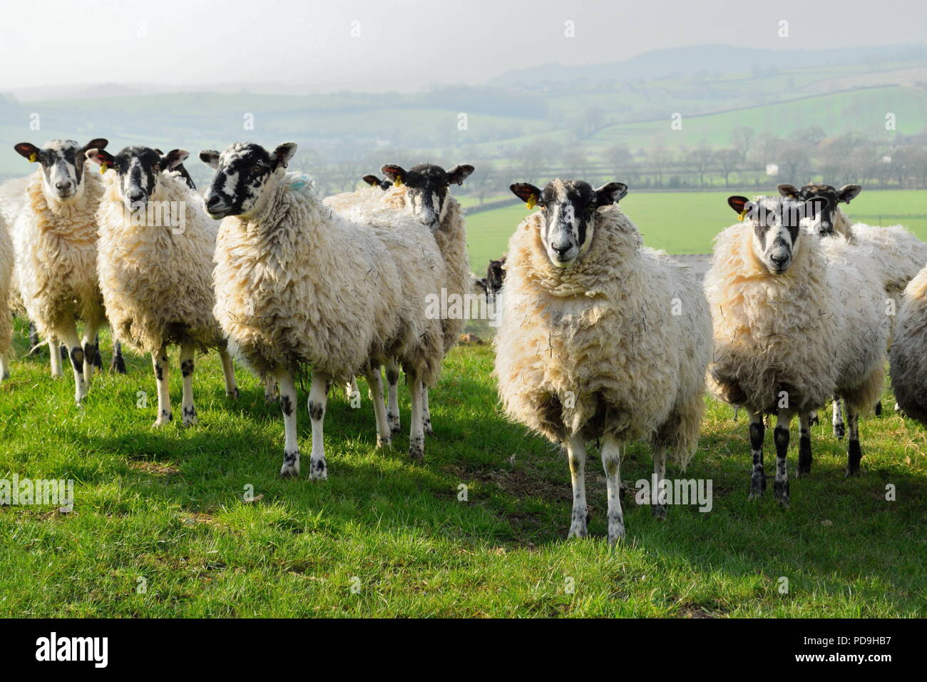 Herde von Schafen auf einer landwirtschaftlichen Nutzfläche in Devon ...