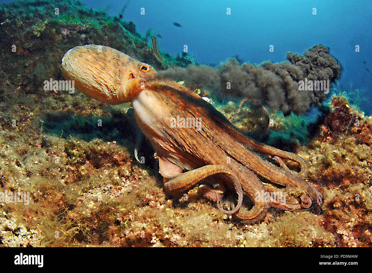 Gewöhnlicher Krake Stockfotos & Gewöhnlicher Krake Bilder - Alamy