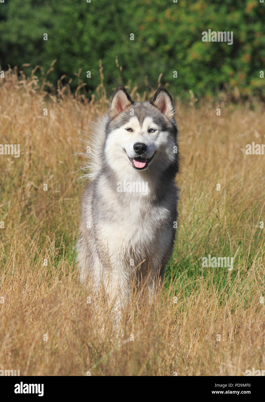 Siberian Husky Malamute Mischling, männlich, 2 Jahre, steht in der ...