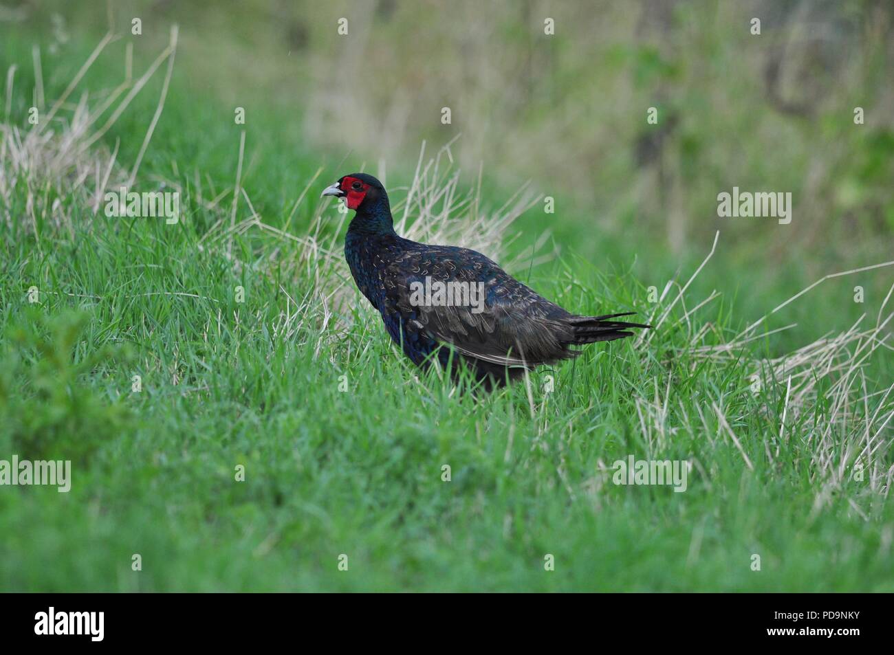 Schwarz Fasan in einem Feld (Schwarz gemeinsame Fasane Stockfotografie ...