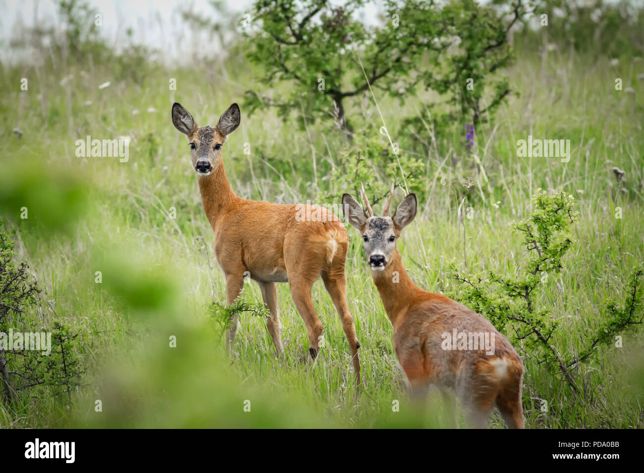 Wilde rehe -Fotos und -Bildmaterial in hoher Auflösung – Alamy