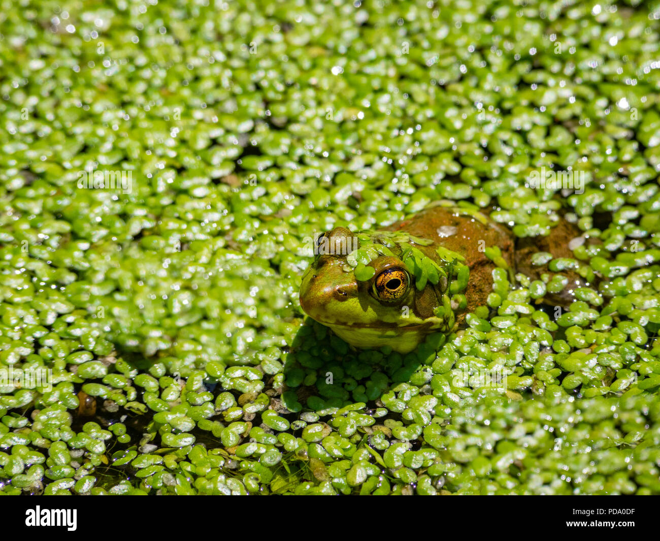 Goldener sumpffrosch -Fotos und -Bildmaterial in hoher Auflösung – Alamy