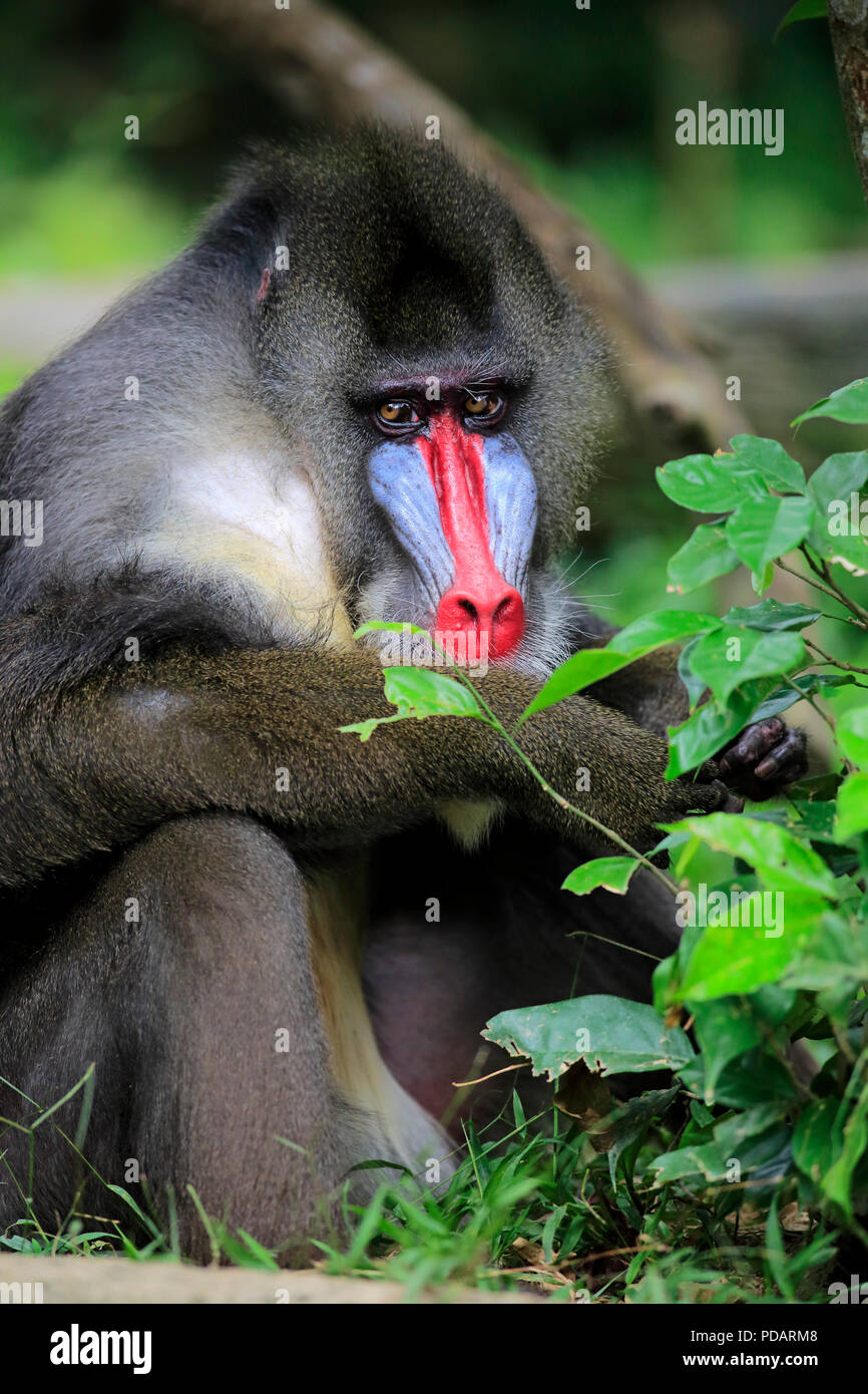 Mandrill mandrillus sphinx male sitting -Fotos und -Bildmaterial in ...