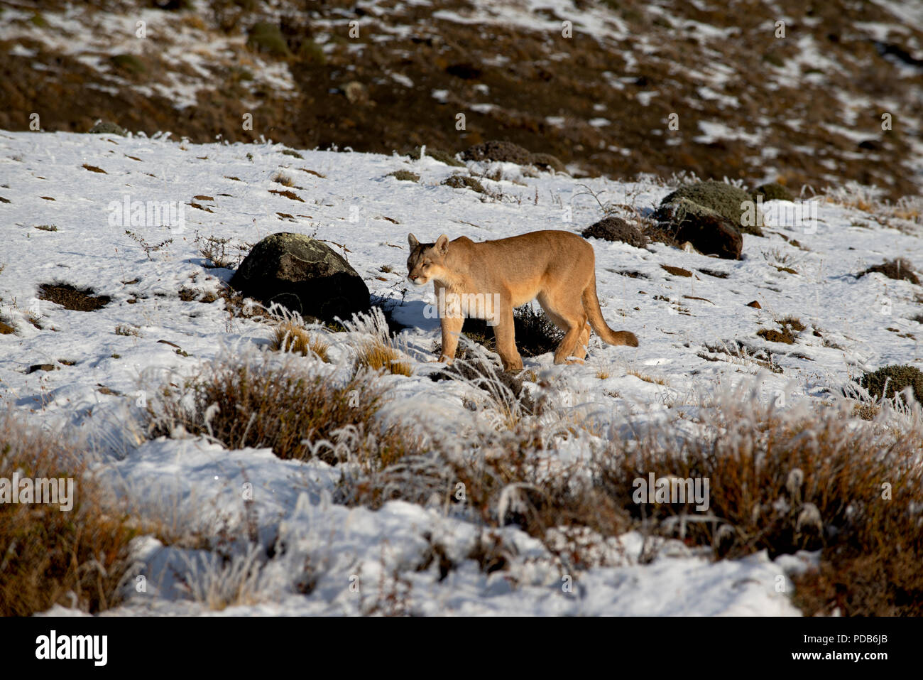 Female puma -Fotos und -Bildmaterial in hoher Auflösung – Alamy