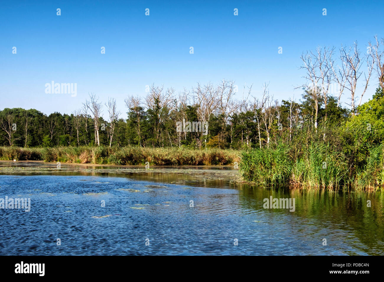 Deutschland, Peene Peenetal - Nature Conservation Park. Feuchtgebiete ...