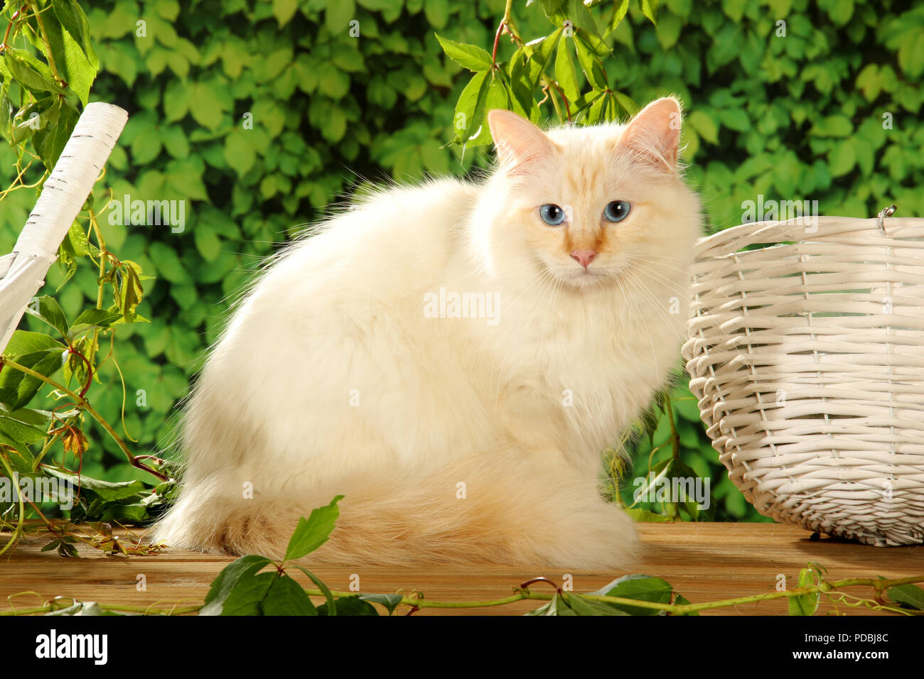 Red point birman cat -Fotos und -Bildmaterial in hoher Auflösung – Alamy