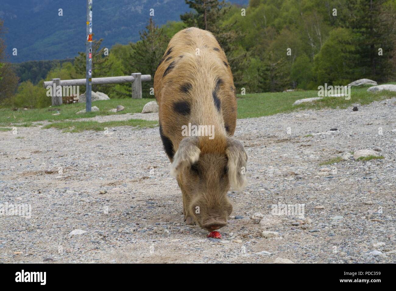 Wild boar eating -Fotos und -Bildmaterial in hoher Auflösung – Alamy