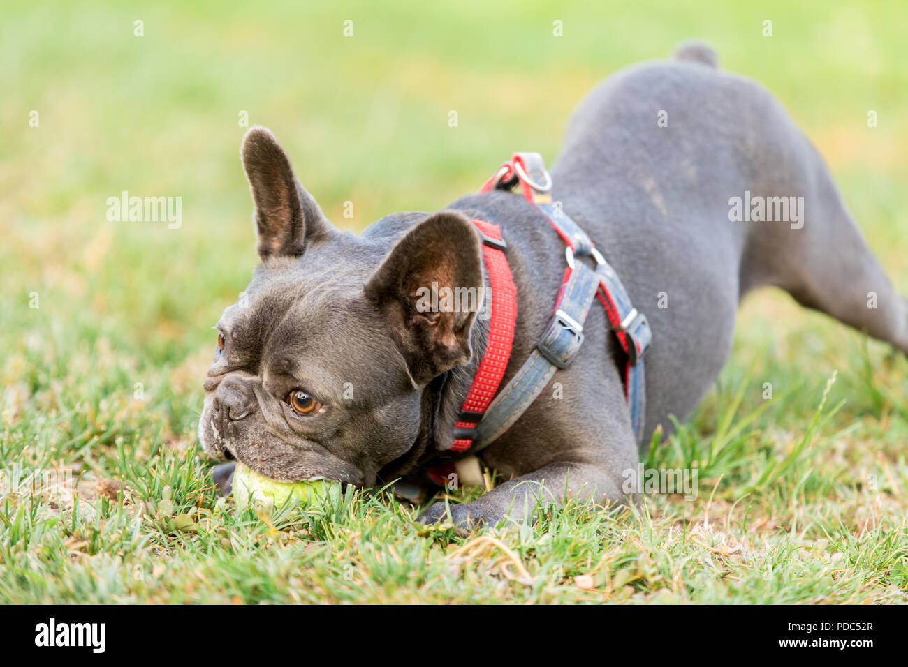 Spannende Franzsische Bulldogge Blau Fotos