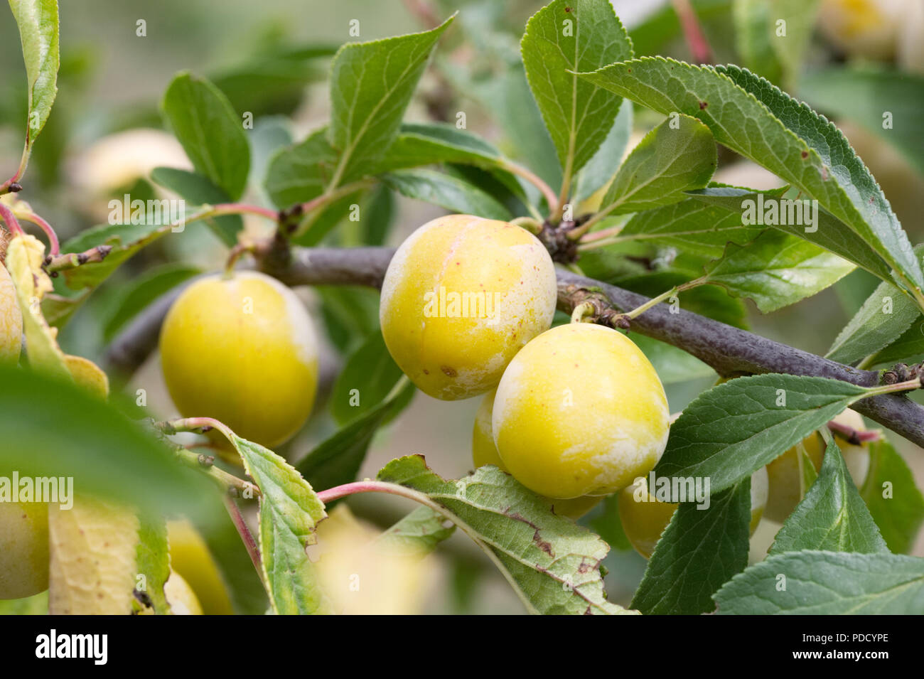 Blätter mirabelle -Fotos und -Bildmaterial in hoher Auflösung – Alamy