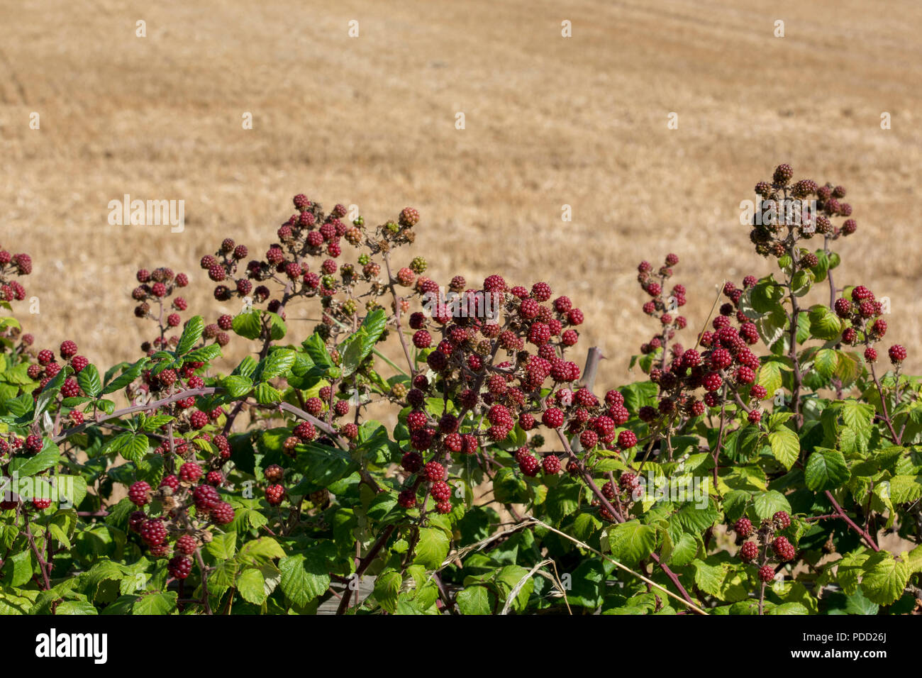 Brombeer straeucher -Fotos und -Bildmaterial in hoher Auflösung – Alamy