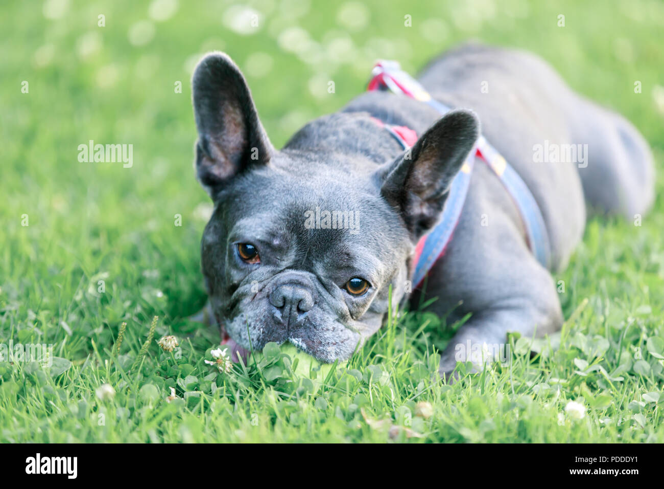 Spannende Franzsische Bulldogge Blau Fotos