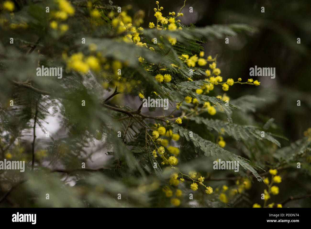 Australias offizielles florales emblem -Fotos und -Bildmaterial in ...