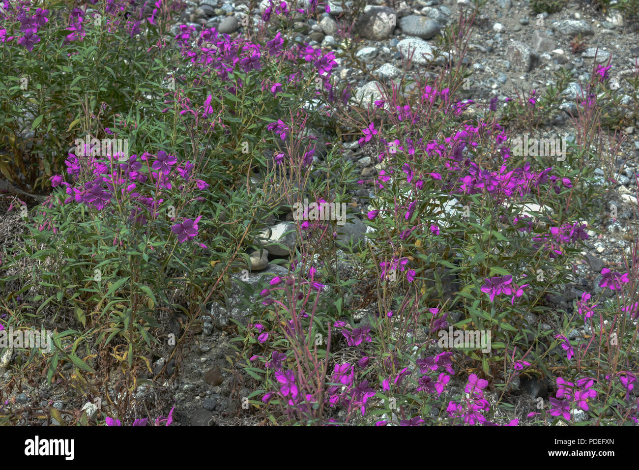 Alaska wandern -Fotos und -Bildmaterial in hoher Auflösung – Alamy