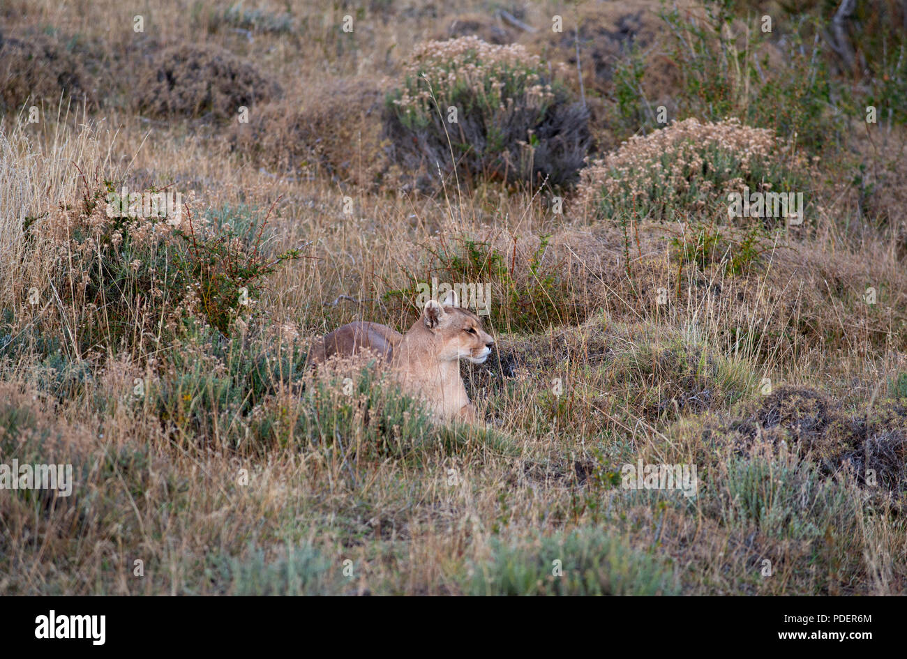 Stalking puma felis concolor -Fotos und -Bildmaterial in hoher ...