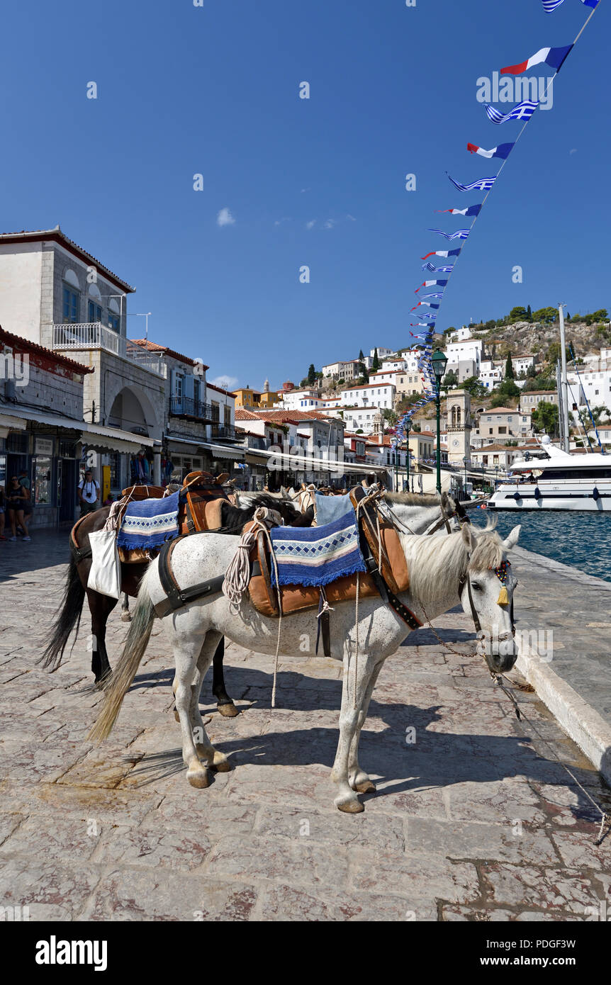 Maultiere und pferde -Fotos und -Bildmaterial in hoher Auflösung ...