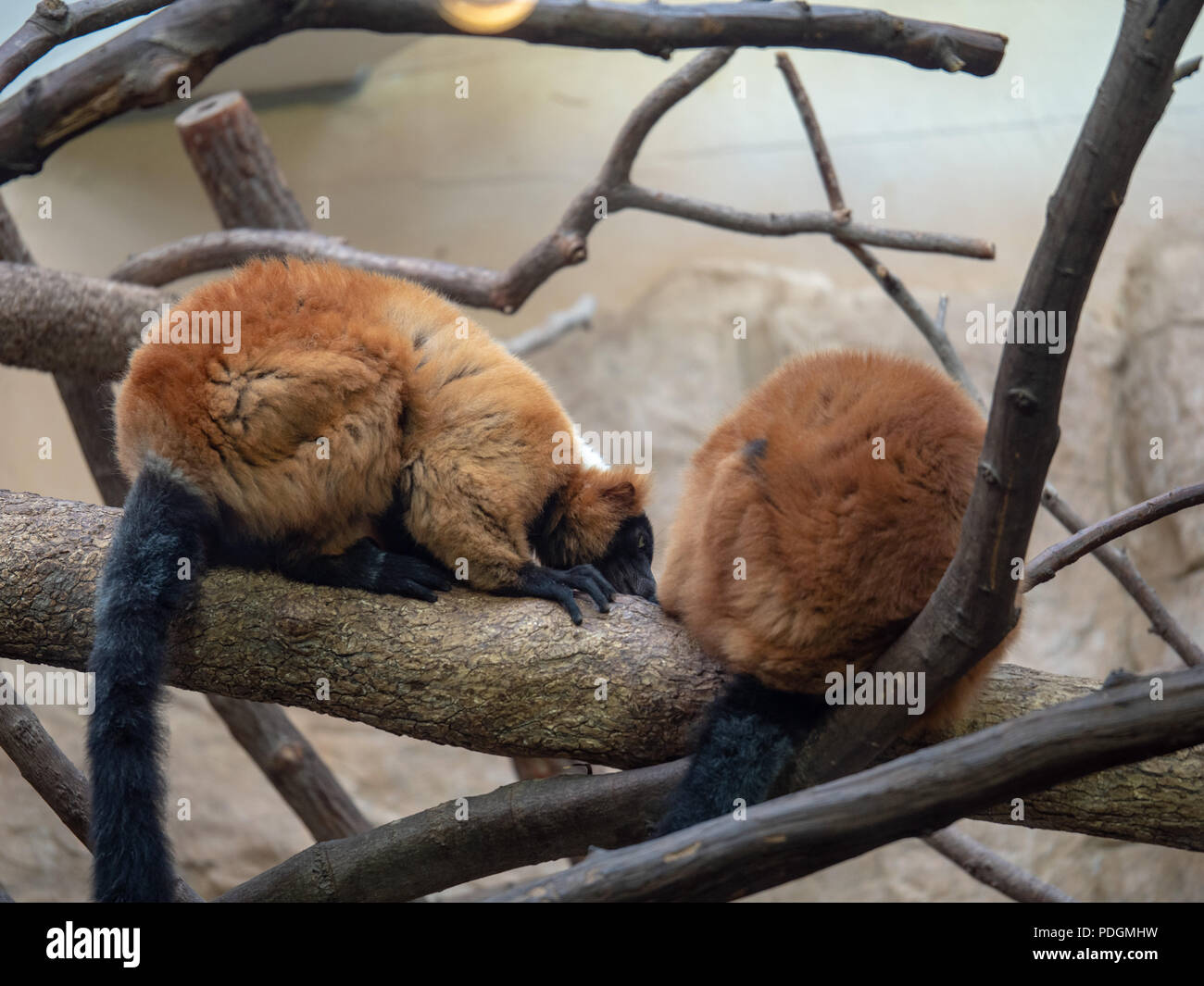 Schwarzer affe orange -Fotos und -Bildmaterial in hoher Auflösung – Alamy