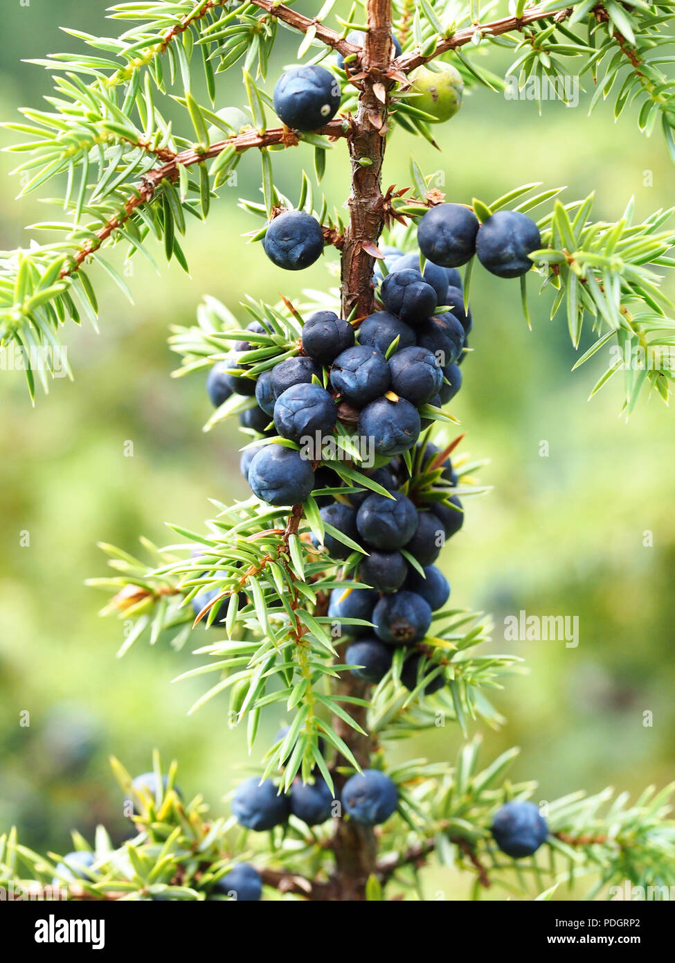 Phönizischer Wacholder Oder Arar Stockfotos und -bilder Kaufen - Alamy