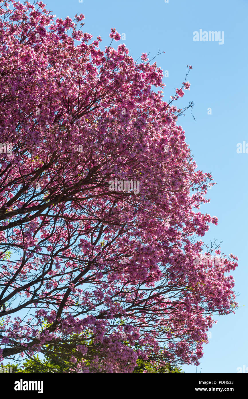 Lapacho negro Stockfotos und -bilder Kaufen - Alamy