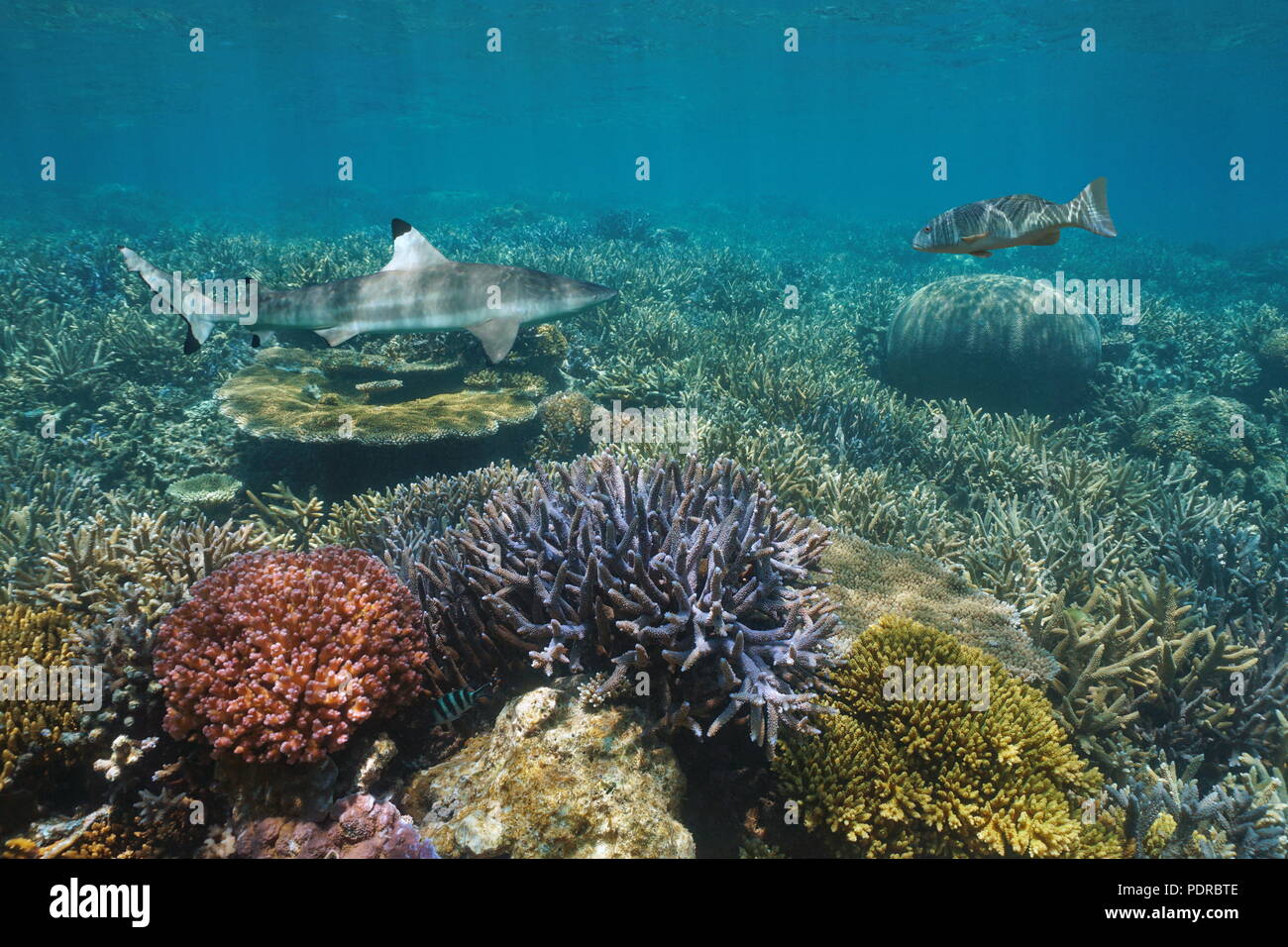 Shark water -Fotos und -Bildmaterial in hoher Auflösung – Alamy