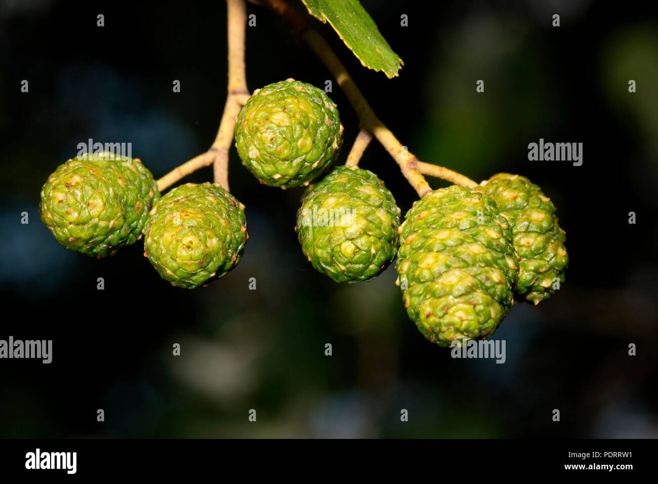 Deutschland alnus glutinosa schwarz erle -Fotos und -Bildmaterial in ...