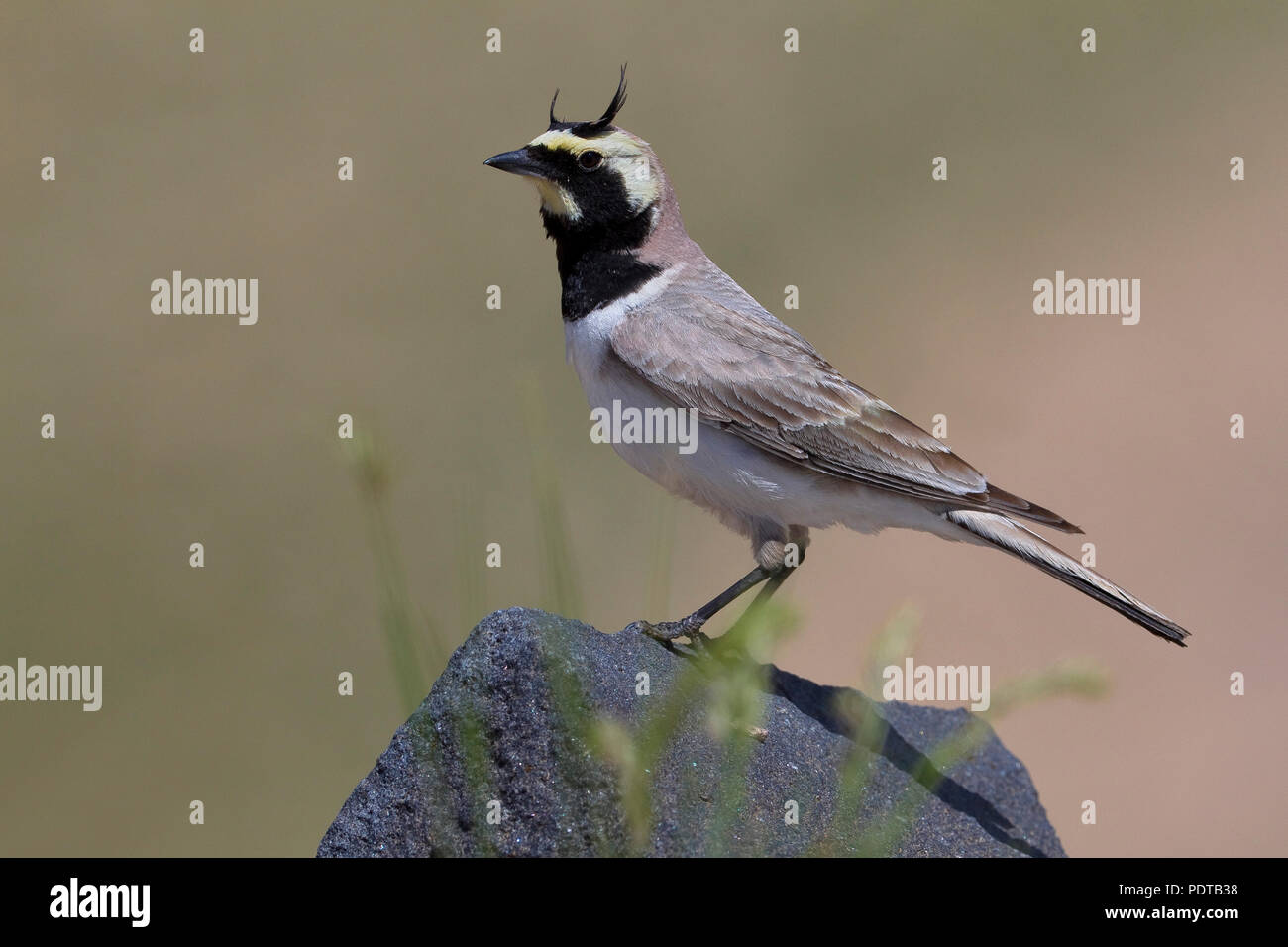Ufer lerche -Fotos und -Bildmaterial in hoher Auflösung – Alamy