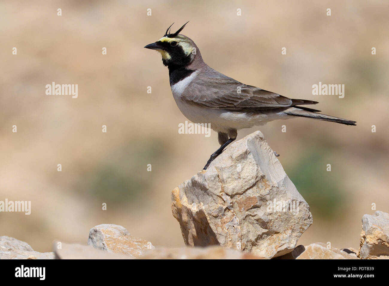 Ufer lerche -Fotos und -Bildmaterial in hoher Auflösung – Alamy