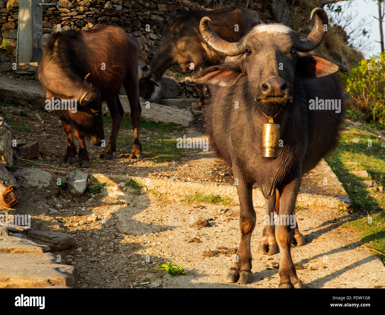 Domestic buffalo -Fotos und -Bildmaterial in hoher Auflösung – Alamy