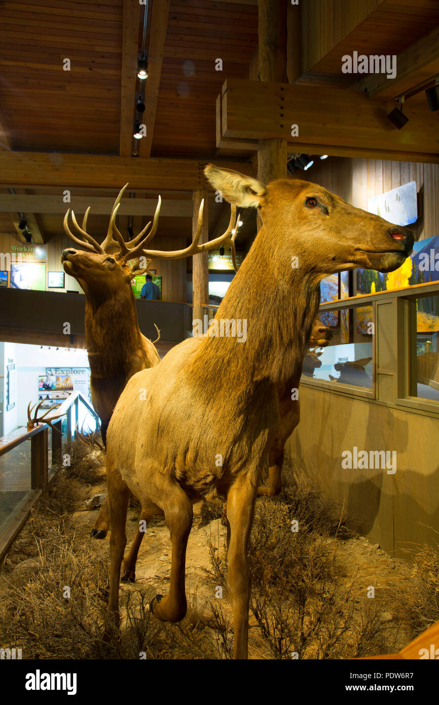 Elk aufweisen, Jackson Hole & Mehr Yellowstone Visitor Centre, National ...