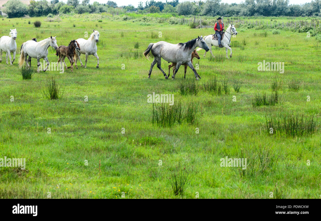 Kreuzfahrt Touristen ein Pferd und Stier Bauernhof mit jungen Pferden ...