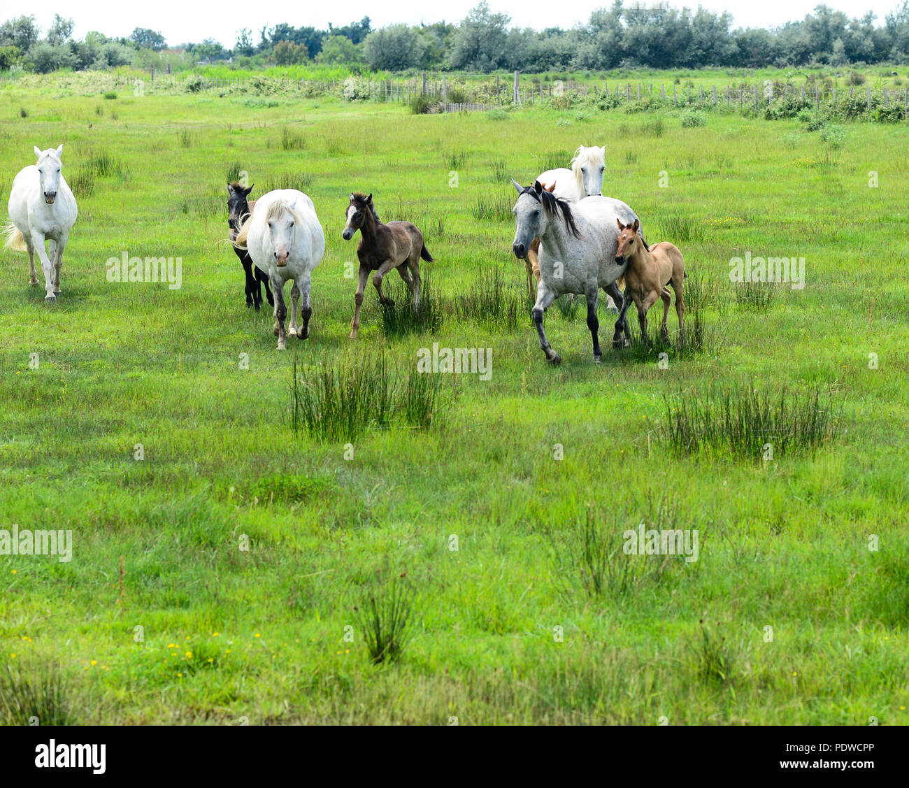 Visitare arles -Fotos und -Bildmaterial in hoher Auflösung – Alamy