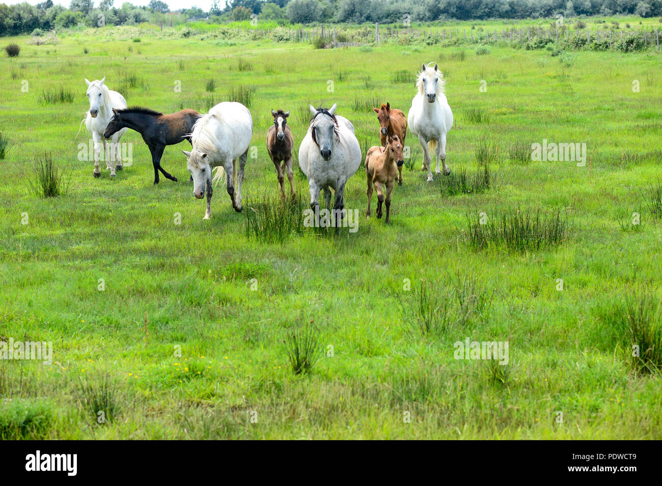 Kreuzfahrt Touristen ein Pferd und Stier Bauernhof mit jungen Pferden ...