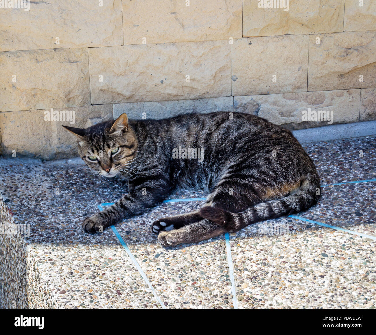 Fliegende katze -Fotos und -Bildmaterial in hoher Auflösung – Alamy