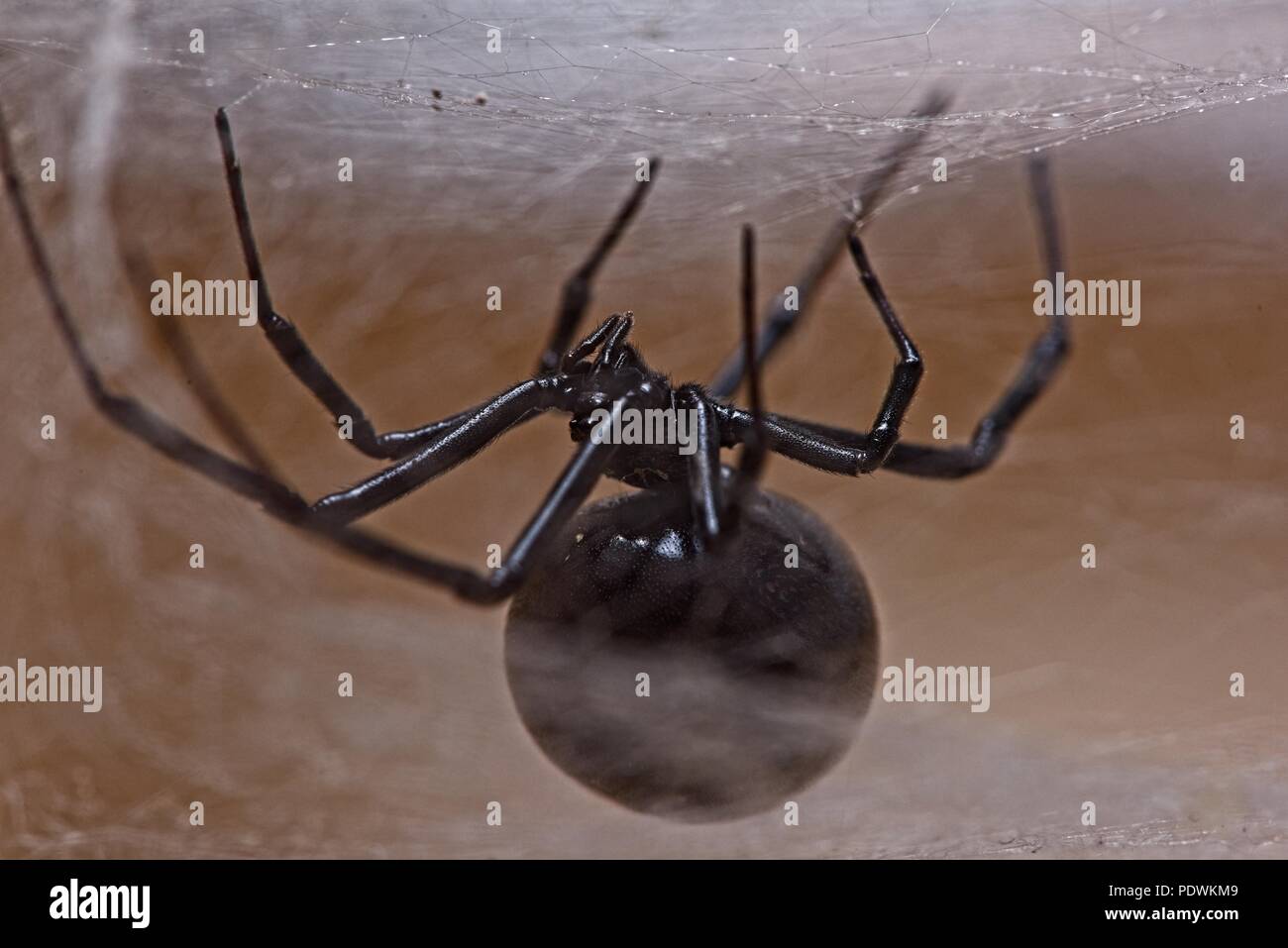 Latrodectus mactans -Fotos und -Bildmaterial in hoher Auflösung – Alamy