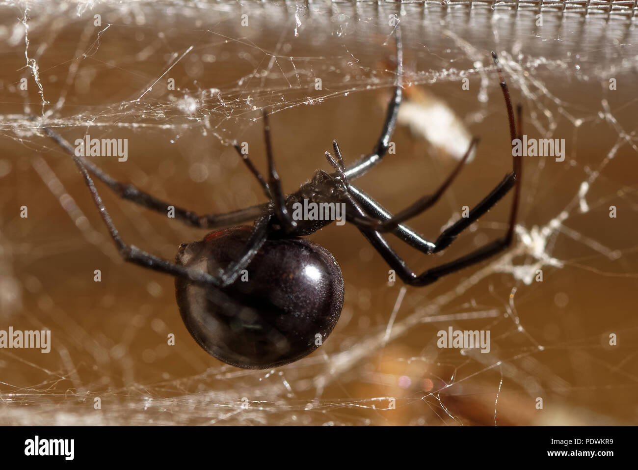 Südliche schwarze witwe -Fotos und -Bildmaterial in hoher Auflösung – Alamy