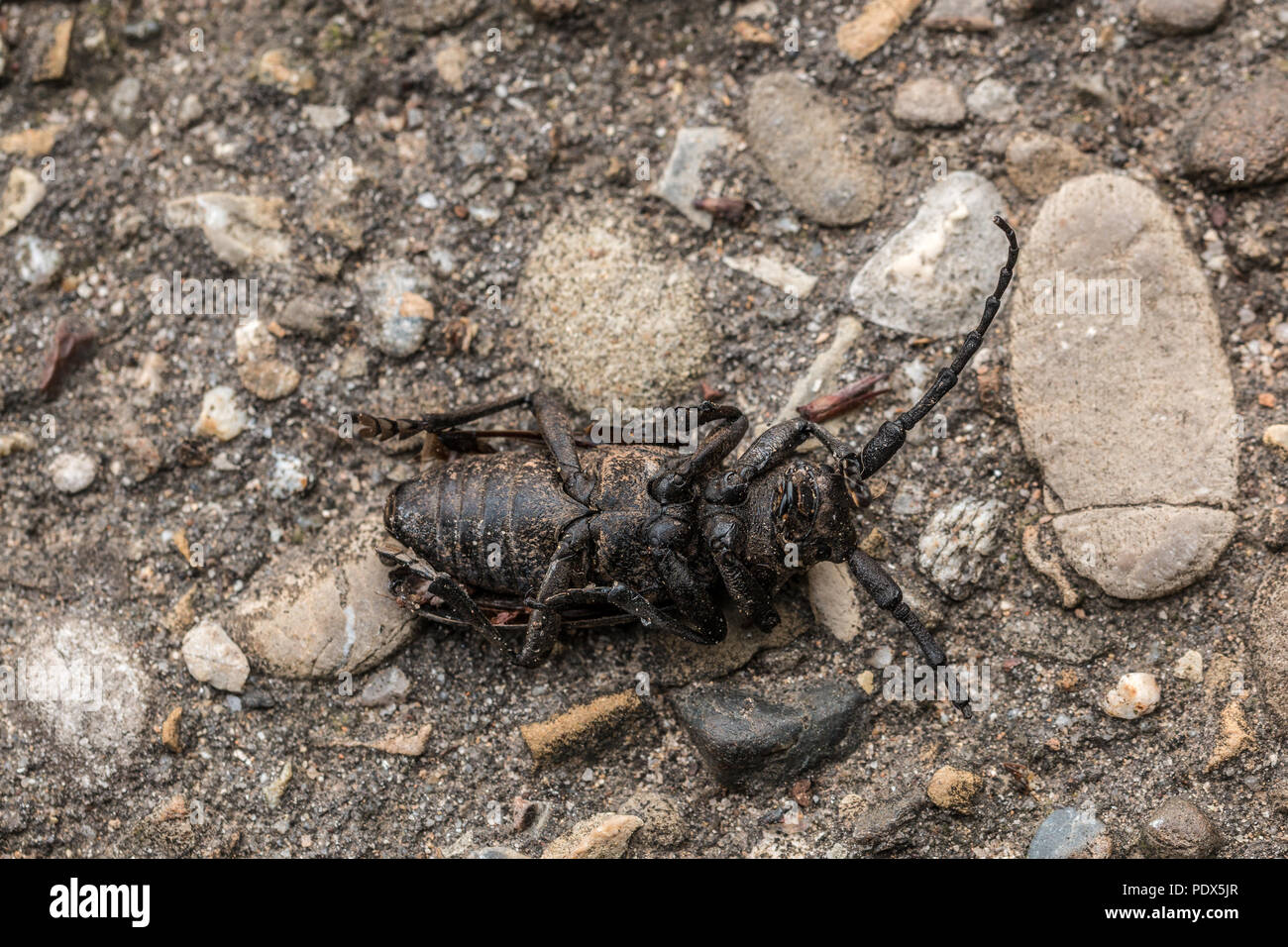 Col der toten -Fotos und -Bildmaterial in hoher Auflösung – Alamy