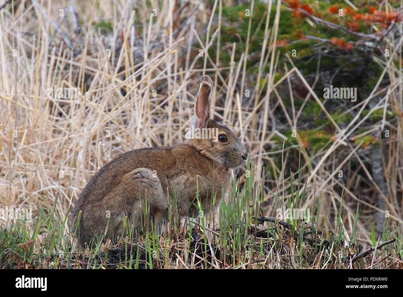 Lepus townsendii townsendii -Fotos und -Bildmaterial in hoher Auflösung ...