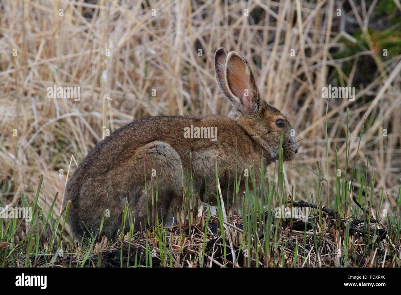Lepus townsendii townsendii -Fotos und -Bildmaterial in hoher Auflösung ...