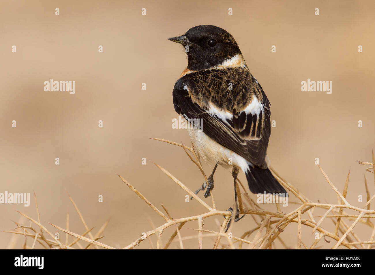 Saxicola maurus variegatus -Fotos und -Bildmaterial in hoher Auflösung – Alamy