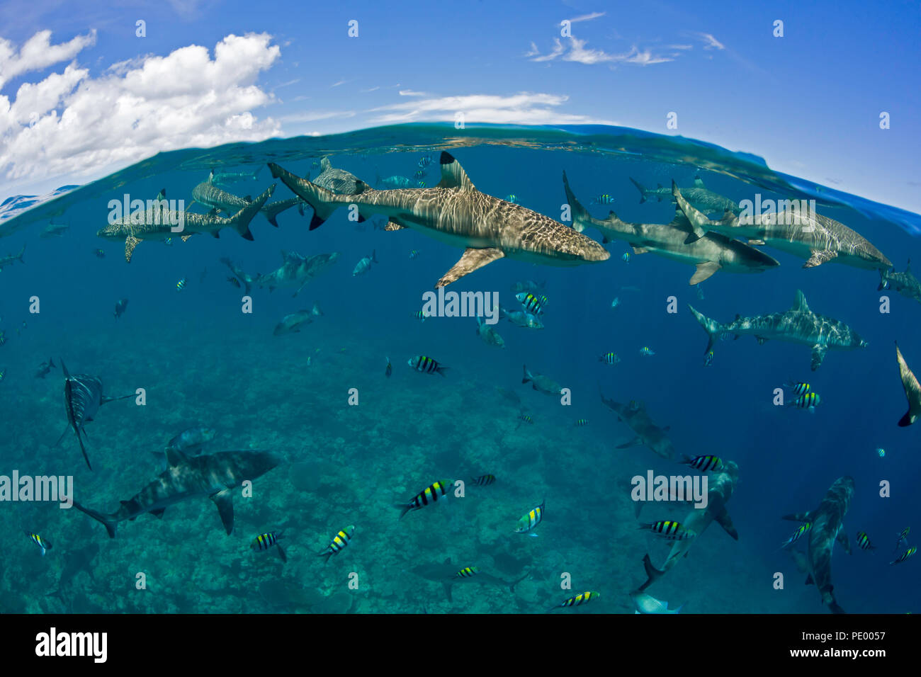 Schwarzspitzen-Riffhaie, Carcharhinus Melanopterus und graue Riffhaie ...