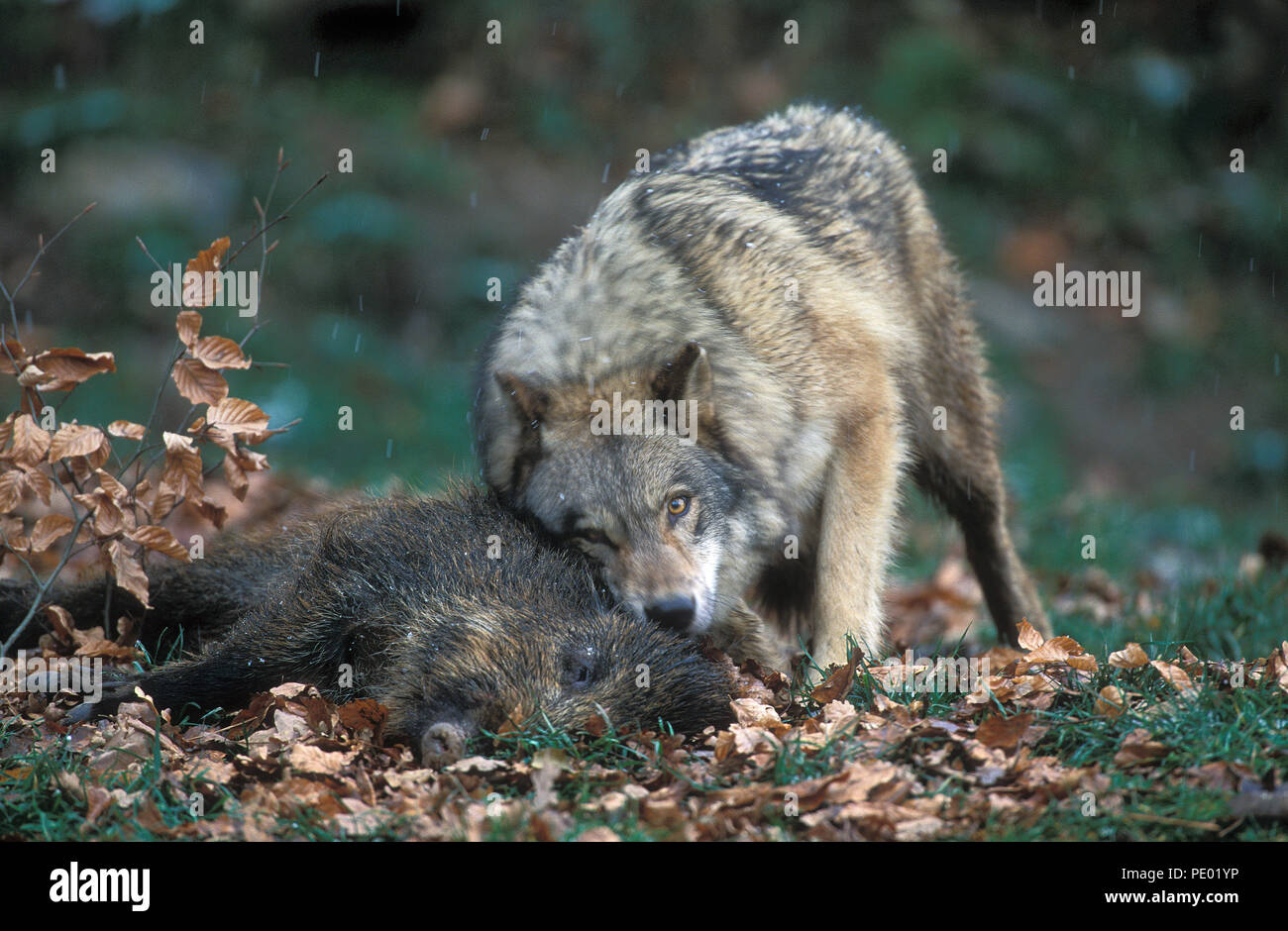Europäische grauer Wolf (Canis lupus) - Kennzeichnung die Beute ...